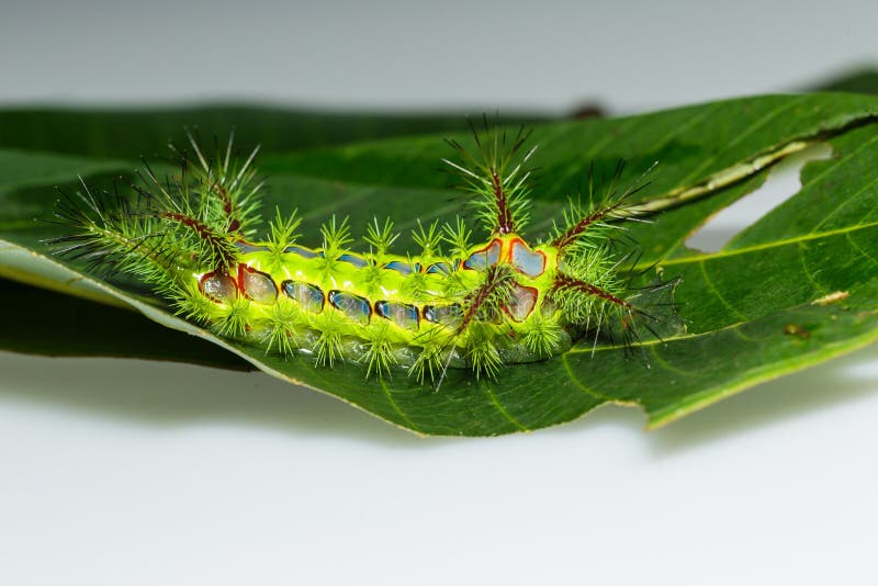 Stinging Nettle Slug Caterpillar , Phocoderma Velutina Moth Stock Image ...