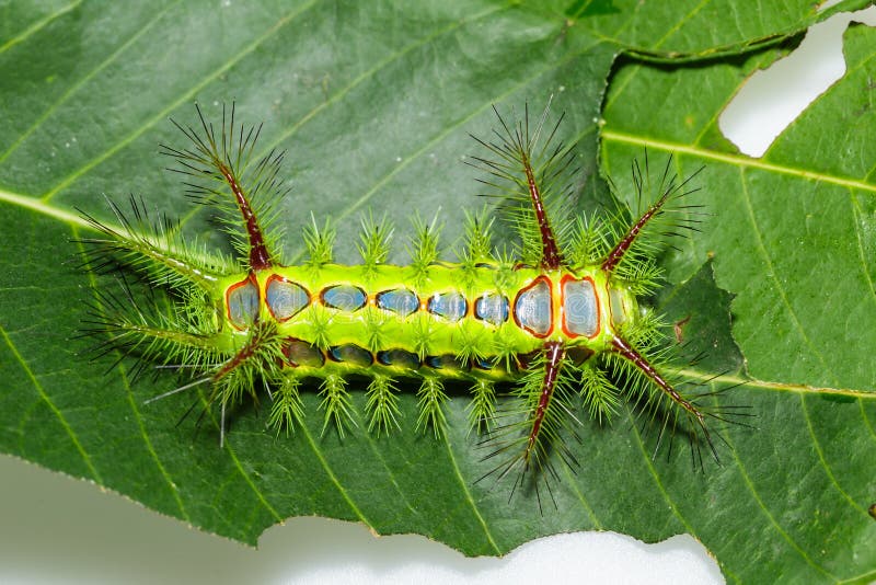 Stinging Nettle Slug Caterpillar , Phocoderma Velutina Moth Stock Image ...