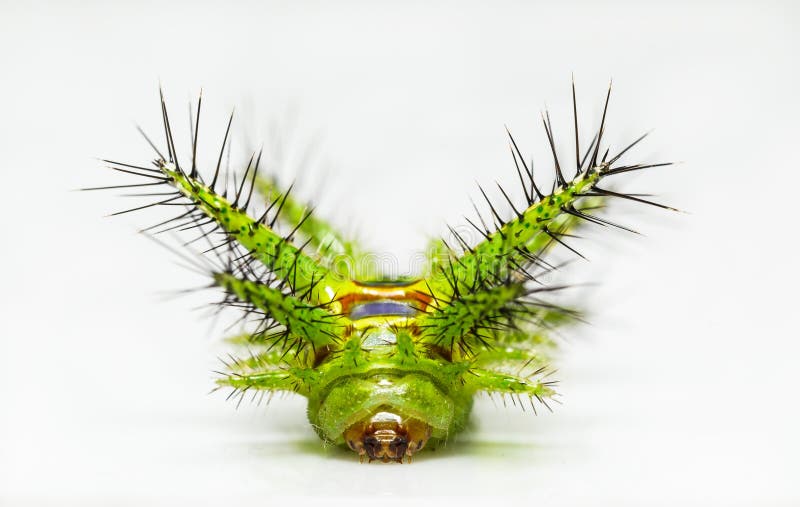 Stinging Nettle Slug Caterpillar of Phocoderma Velutina Moth Stock ...