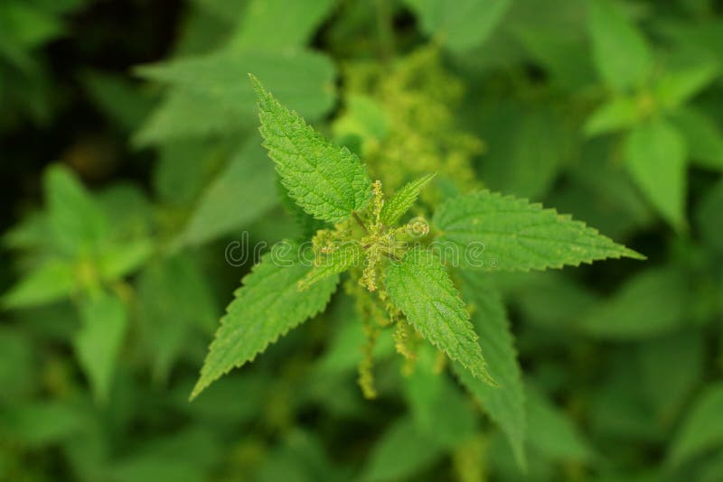 Stinging Nettle Urtica Dioica Stock Image - Image of herbs ...