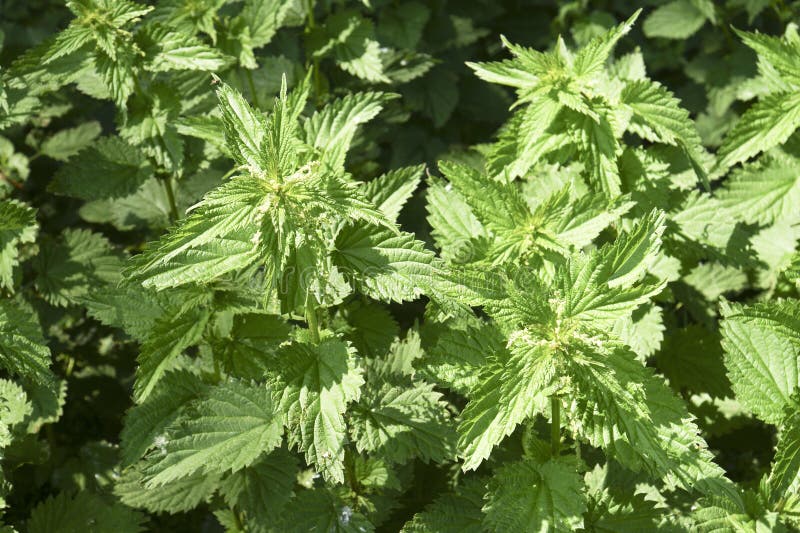 Stinging Nettles stock photo. Image of nettles, nice, care - 7134026