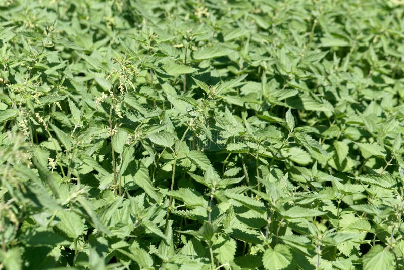 565 Stinging Nettles Field Stock Photos - Free & Royalty-Free Stock ...