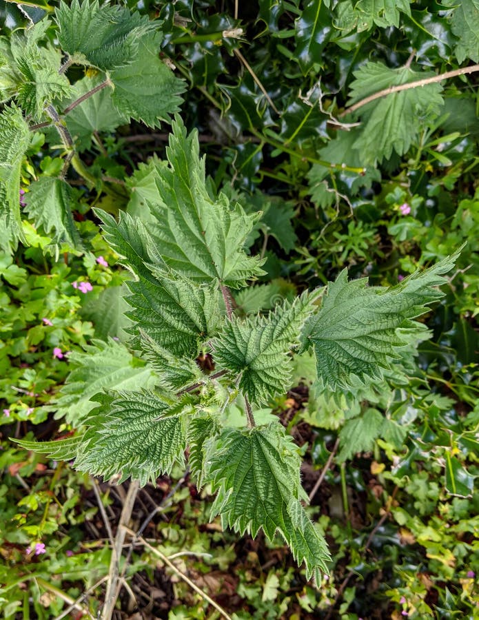 Stinging nettles stock photo. Image of fields, rural - 180563436