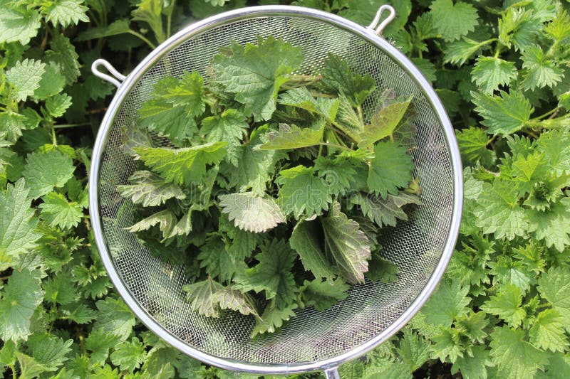 Stinging Nettles in the Spring Stock Image - Image of urtica, stinging ...