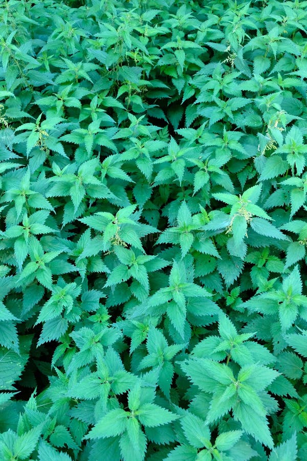 Nettle Field in Summer Close Up in Summer Stock Photo - Image of ...