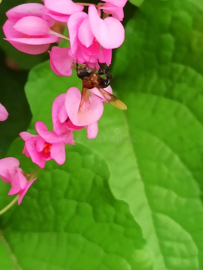 Stingless bee with flower stock photo. Image of honey - 278511612