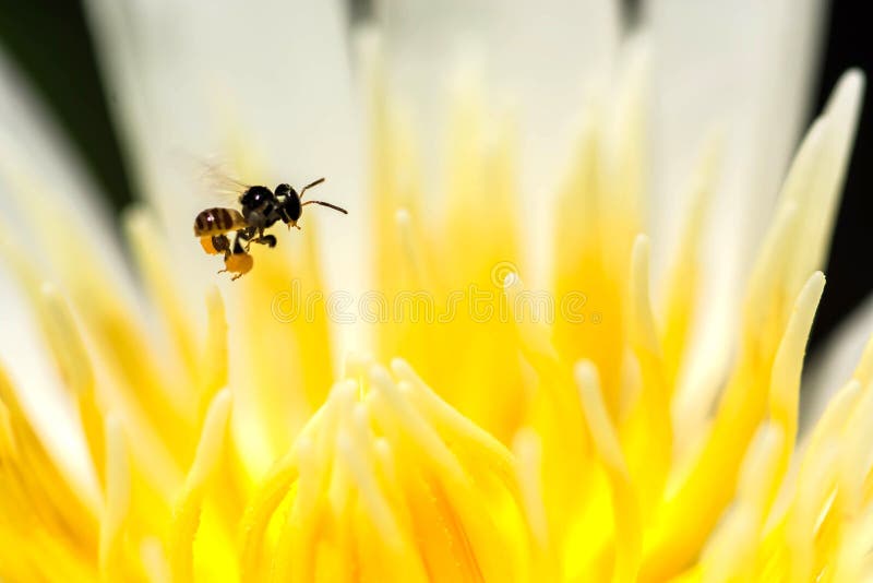 Stingless Bee Flying on Lotus Pollen Stock Image - Image of flower ...