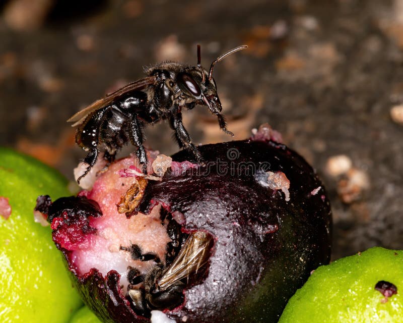Black Stingless Bee stock image. Image of apidae, black - 216974149