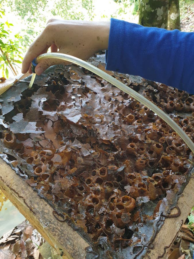 Stingless bee harvesting stock image. Image of harvesting - 154034547