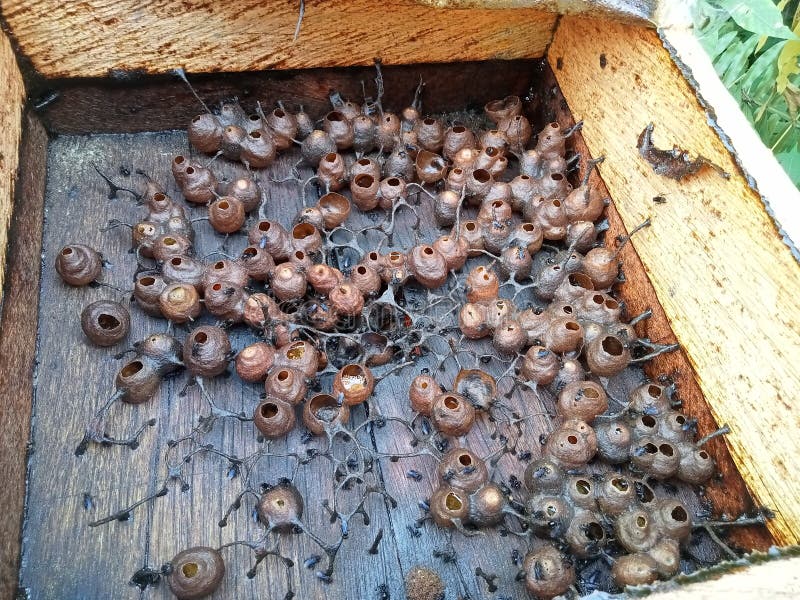 Stingless Bee Honey Pouch stock photo. Image of honey - 277518180