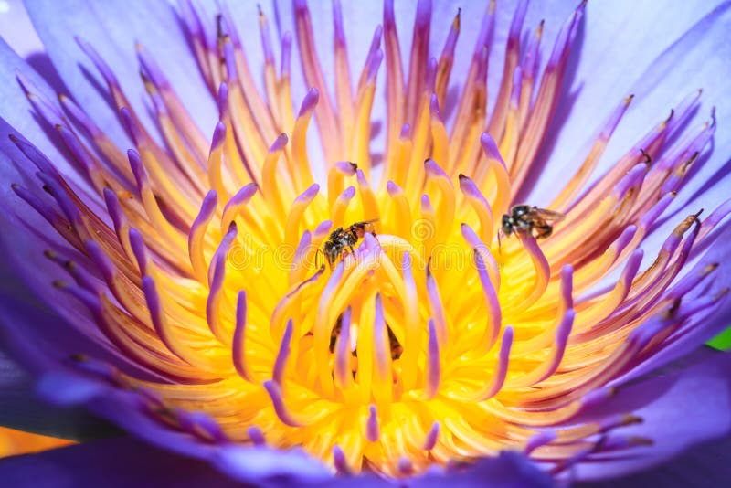 Stingless Bee on Purple Waterlily Stock Image - Image of animals ...
