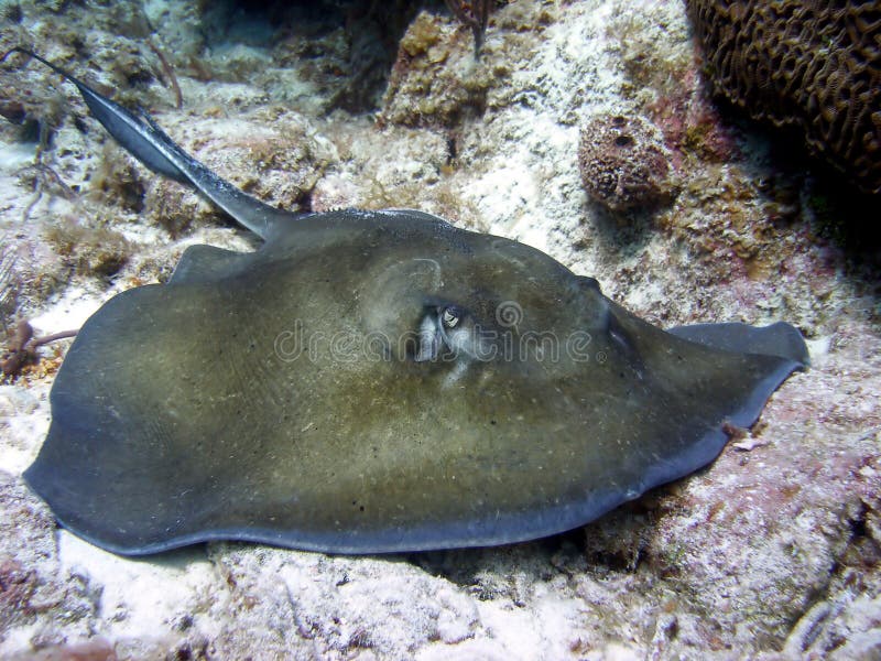 Stingray stock image. Image of cayman, scuba, eyes, colorful - 16404713