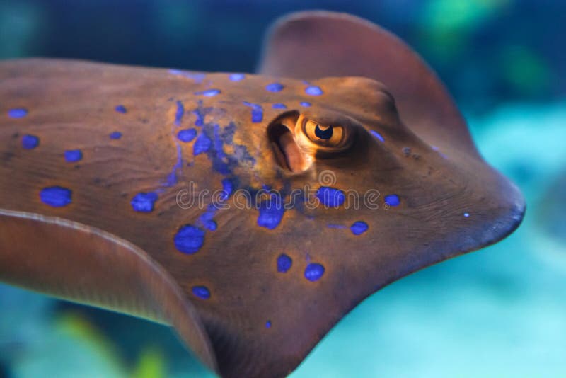 Blue spotted stingray stock photo. Image of gravel, eyes - 10645726
