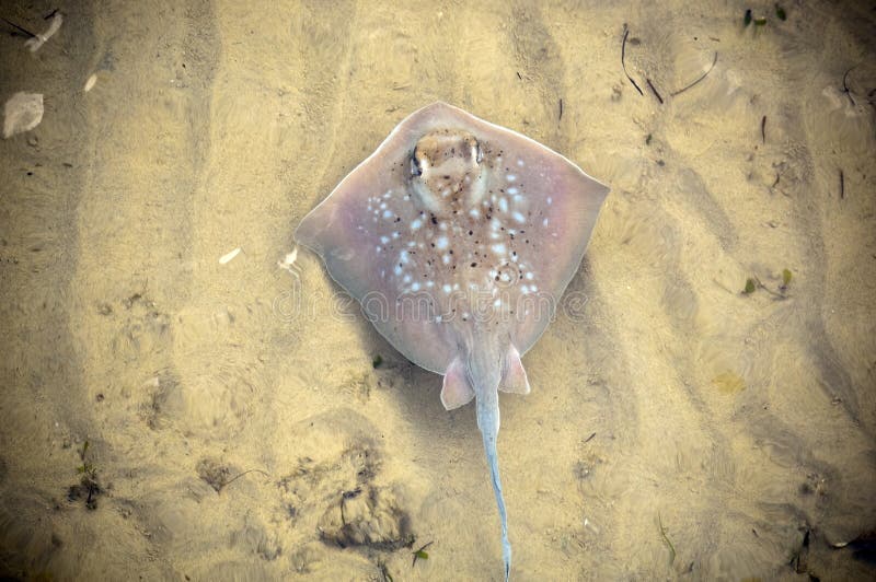 Pink Stingray Approaching the Camera Stock Photo - Image of marine ...