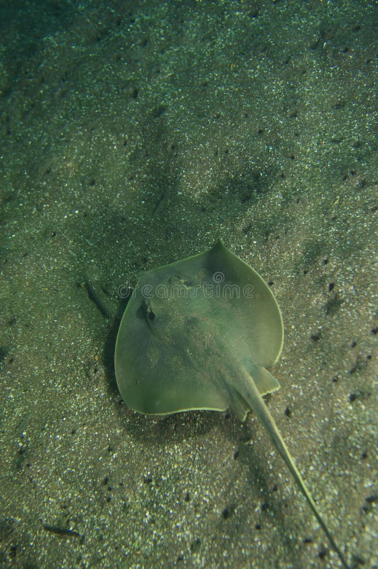 260 Stingray Skin Stock Photos - Free & Royalty-Free Stock Photos from ...