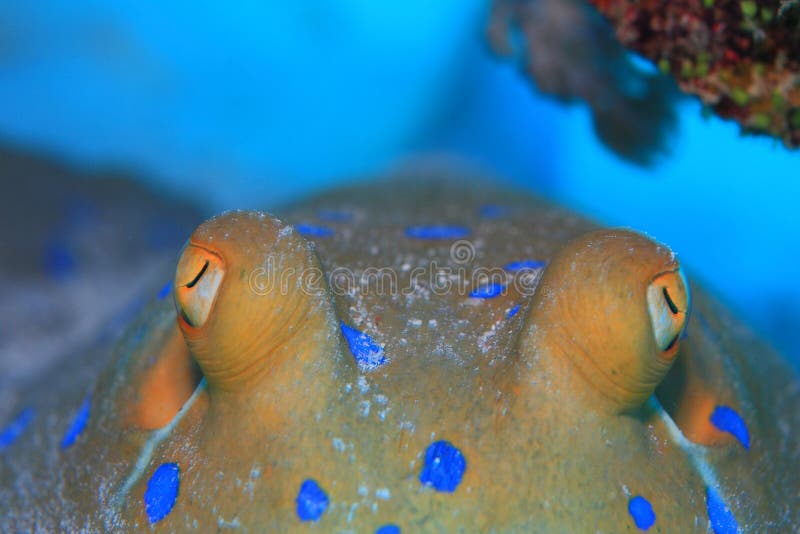 Stingray Stock Images - Download 4,740 Royalty Free Photos - Page 3