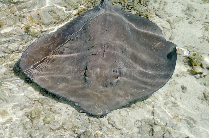 Stingray Floating Underwater in Sunlight, Side View. Stock Image ...