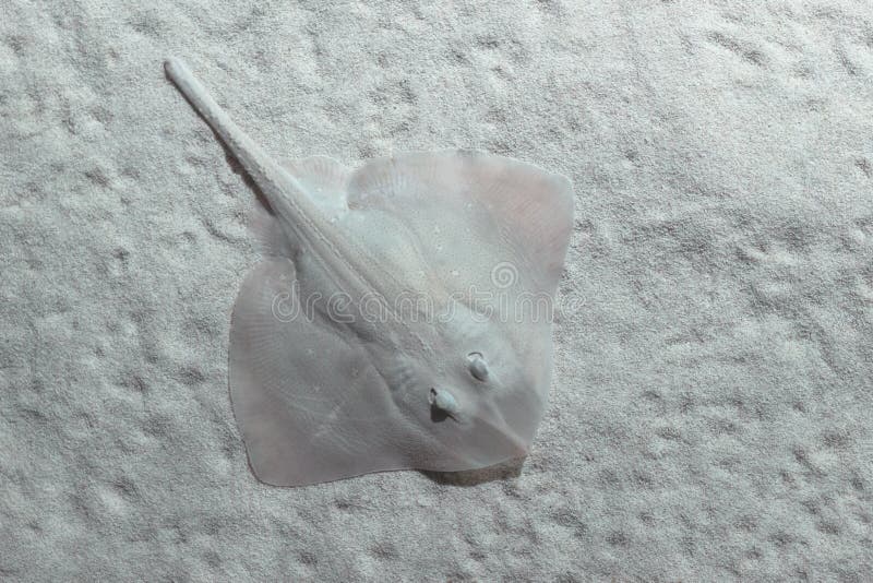 Stingray Top View Stock Photos - Free & Royalty-Free Stock Photos from ...