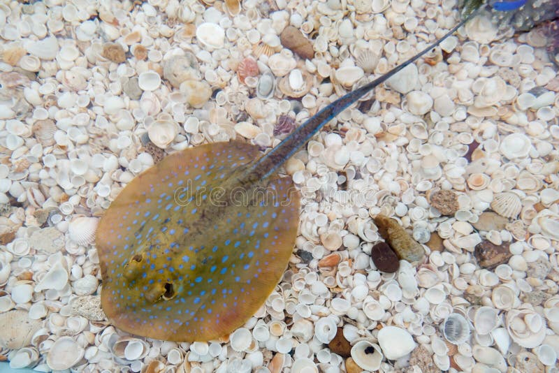 107 Great Barrier Reef Stingray Stock Photos - Free & Royalty-Free ...