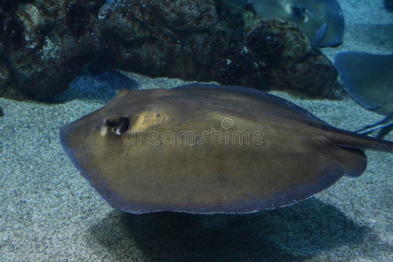 Stingray in an Aquarium stock image. Image of coloration - 275862703