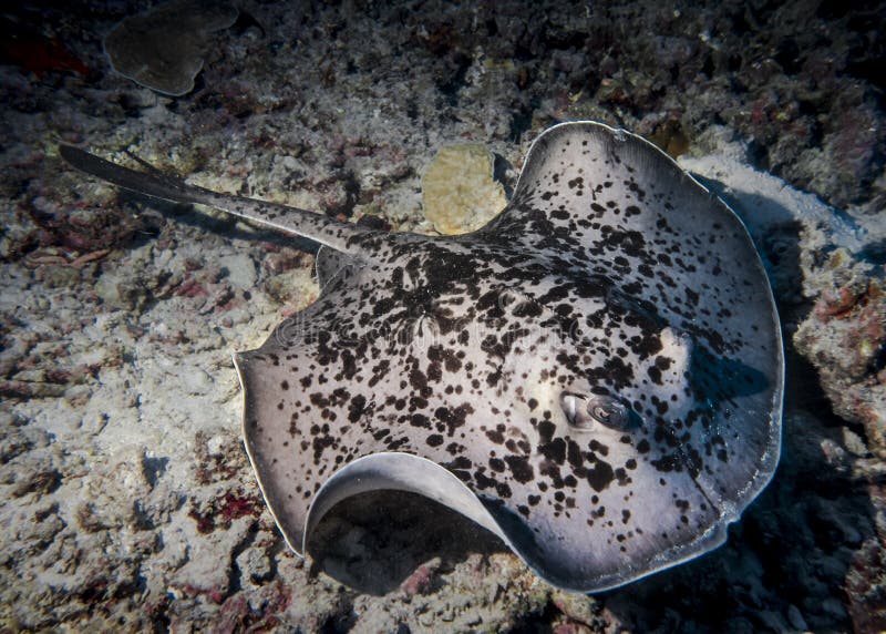 Stingray at the Bottom of the Indian Ocean Stock Photo - Image of ...