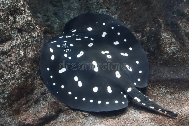 Stingray at the Bottom of a Tropical River Stock Image - Image of ...