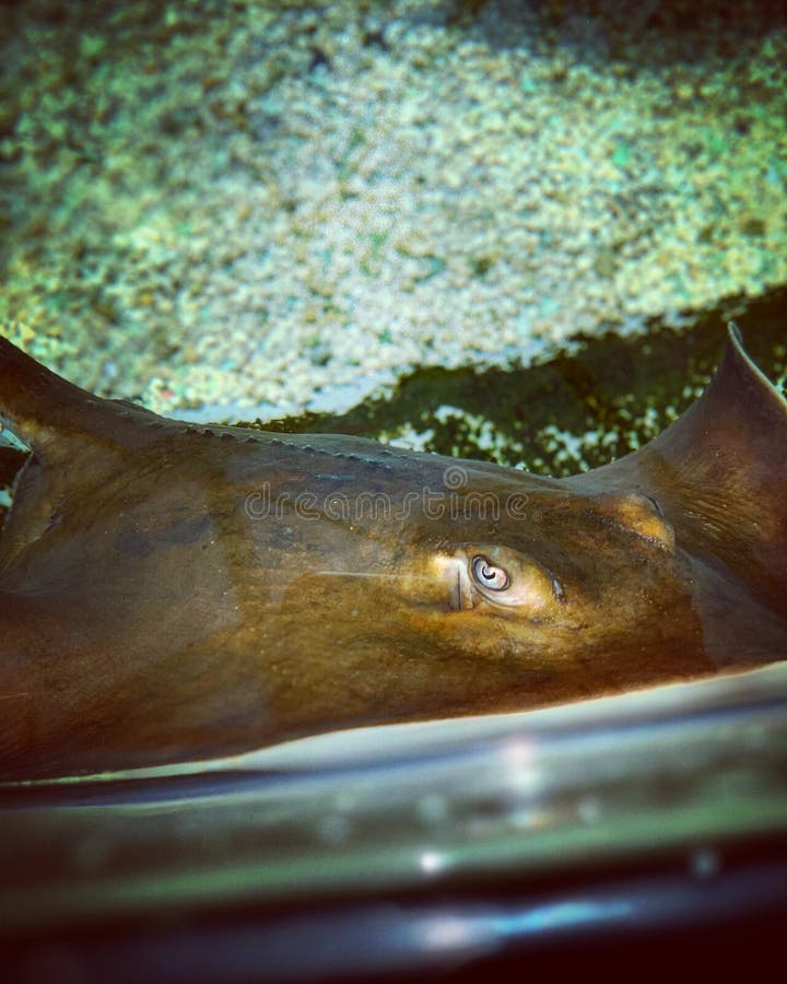 Stingray stock photo. Image of ocean, stingray, aquarium - 195124600