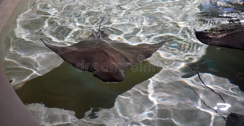 Stingray in captivity stock photo. Image of goose, swiming - 313052782