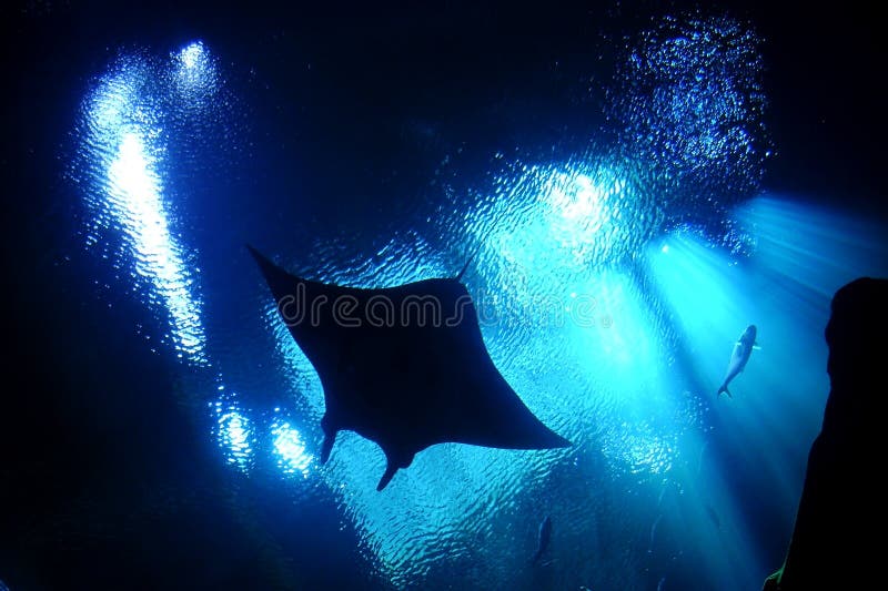Stingray Under Water with Shining Sun Stock Image - Image of water ...