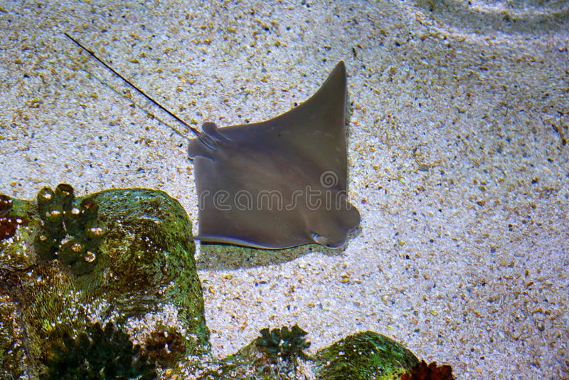 Stingray stock image. Image of flat, edges, ocean, fish - 56541213