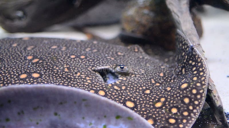 Closeup on Stingray Fish Swim in Water of Giant Aquarium. Ocean Museum ...