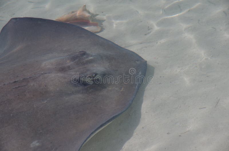Stingray and Conch Shell stock photo. Image of shallow - 41904710
