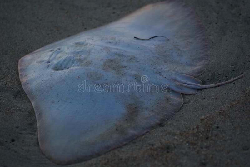 Stingray Dead on the beach stock image. Image of water - 212125935