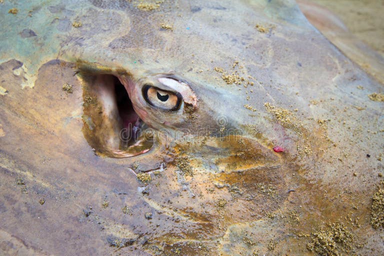 Stingray eye closeup stock image. Image of wildlife, dead - 23855121