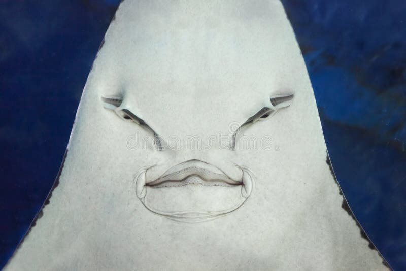 Stingray Face Stock Photo - Image: 40490860