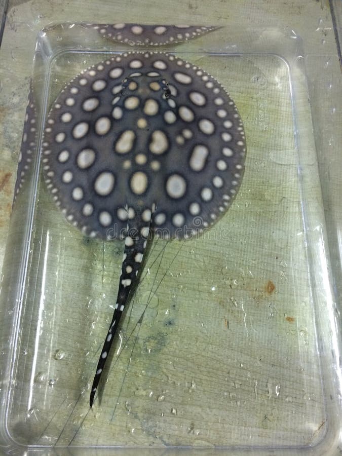 Stingray fish stock image. Image of tank, stingray, farm - 111782051