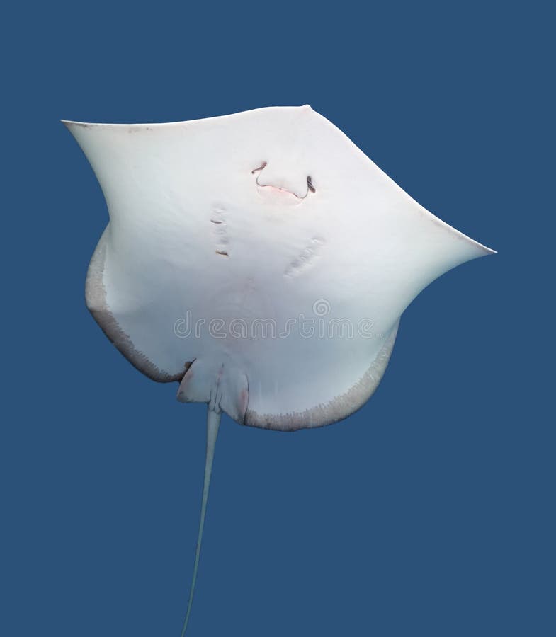 Stingray Fish Isolated on Blue Stock Image - Image of environment ...