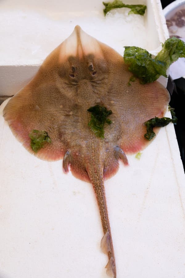 Stingray at the Fish Market Stock Photo - Image of backround, flatfish ...