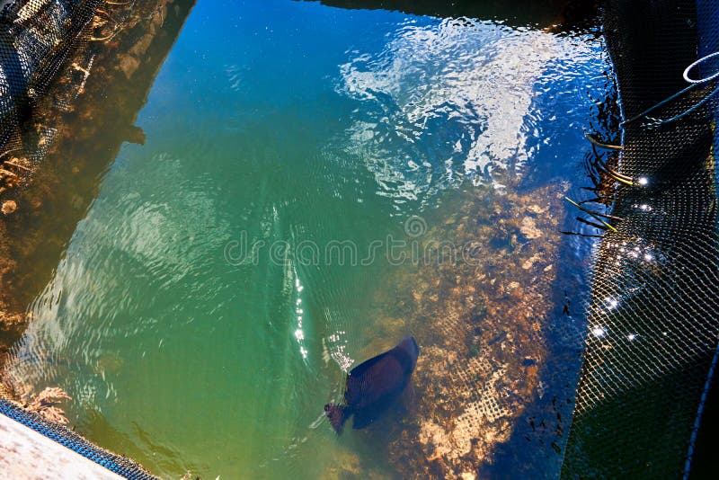 Stingray Fish in Net Box at Fish Farm Stock Image - Image of water ...