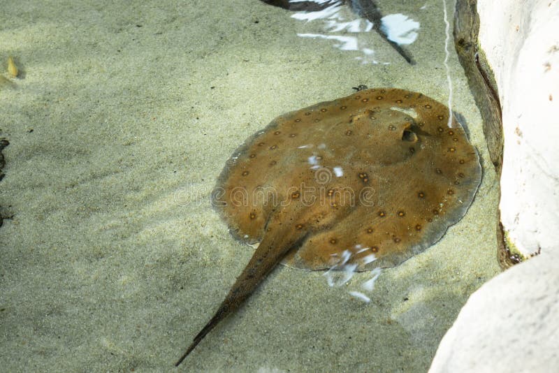113 Stingray Point Lighthouse Stock Photos - Free & Royalty-Free Stock ...