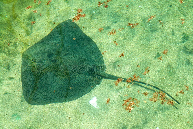 Stingray fish swims stock photo. Image of marine, nature - 25269048