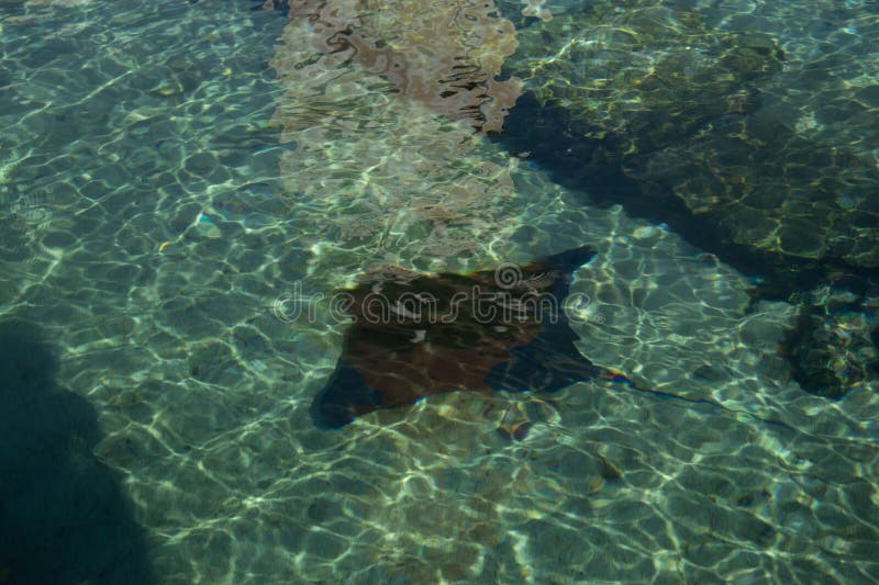 A Stingray Fish Swims in Blue Shimmering Water Stock Photo - Image of ...