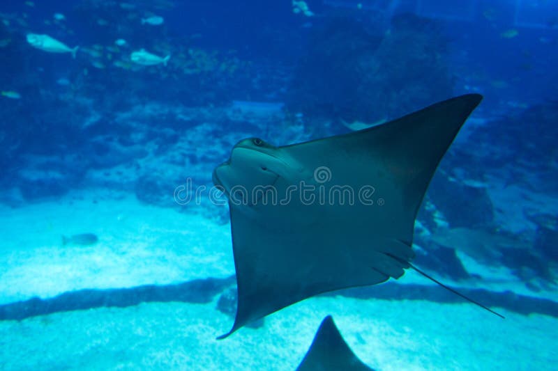 Stingray Fish Swims in a Large Blue Aquarium Stock Image - Image of ...