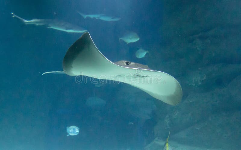 A Stingray Fish Swims in the Sea. Photo Underwater Stock Image - Image ...