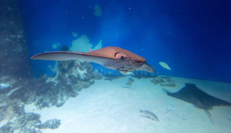 A Stingray Fish Swims in the Sea. Photo Underwater Stock Image - Image ...