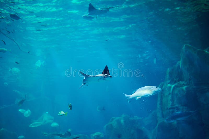 Stingray with Fishes Swim in Blue Water Stock Image - Image of people ...
