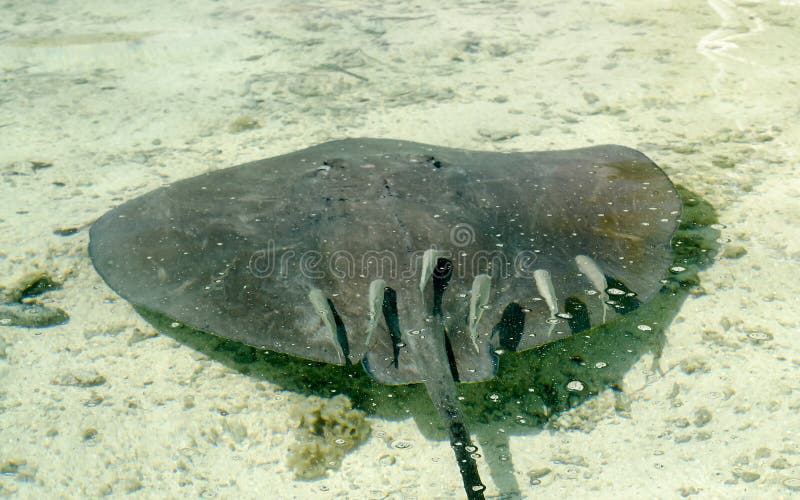 Stingray Floating Underwater in Sunlight, Side View. Stock Image ...
