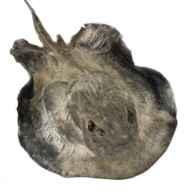 Fossil Stingray Heliobatis Radians Stock Photo - Image of lime, fossil ...