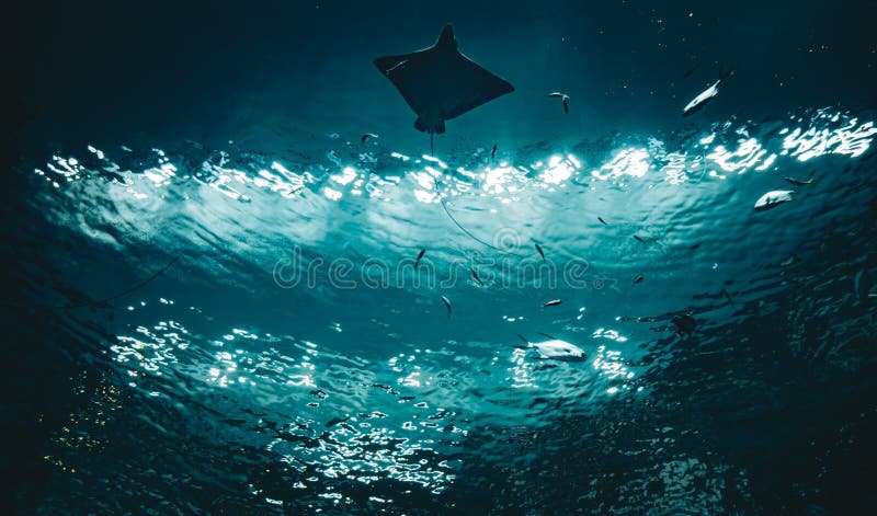 Stingray Gliding Under Illuminated Water. Stock Photo - Image of fish ...
