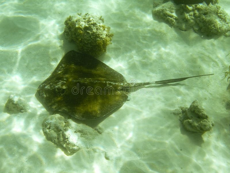 Stingray in green stock image. Image of underwater, tail - 10407713